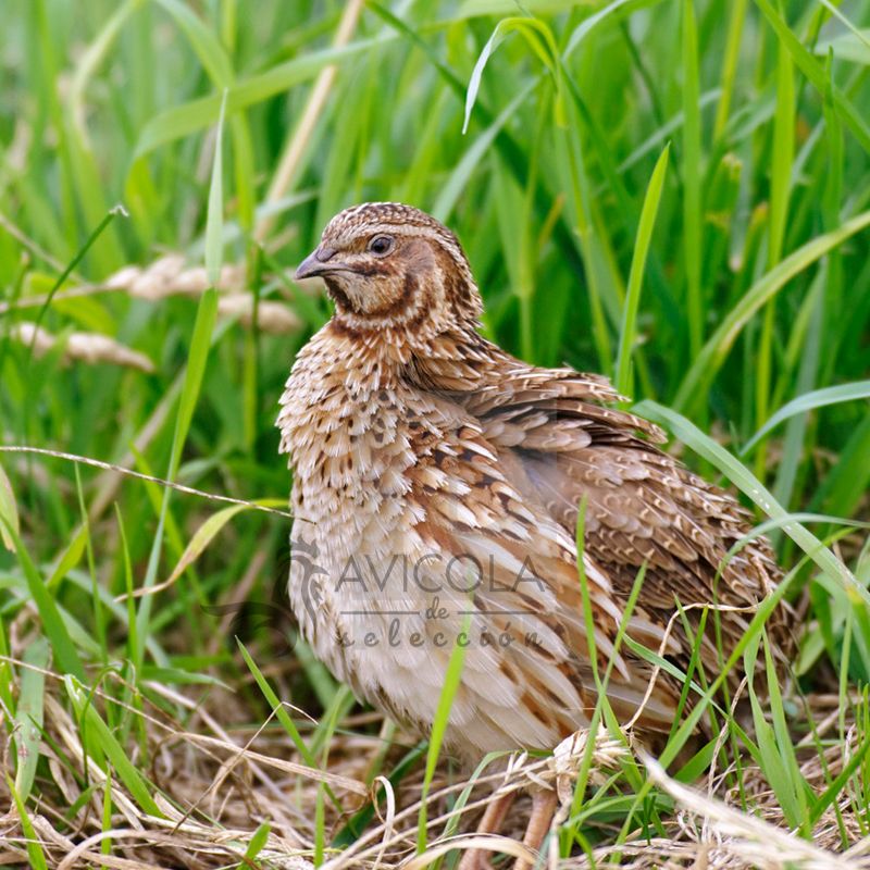 Codorniz Vuelo Hembra