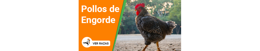 Pollos de Engorde. La mejor selección de razas de gran tamaño y sabor